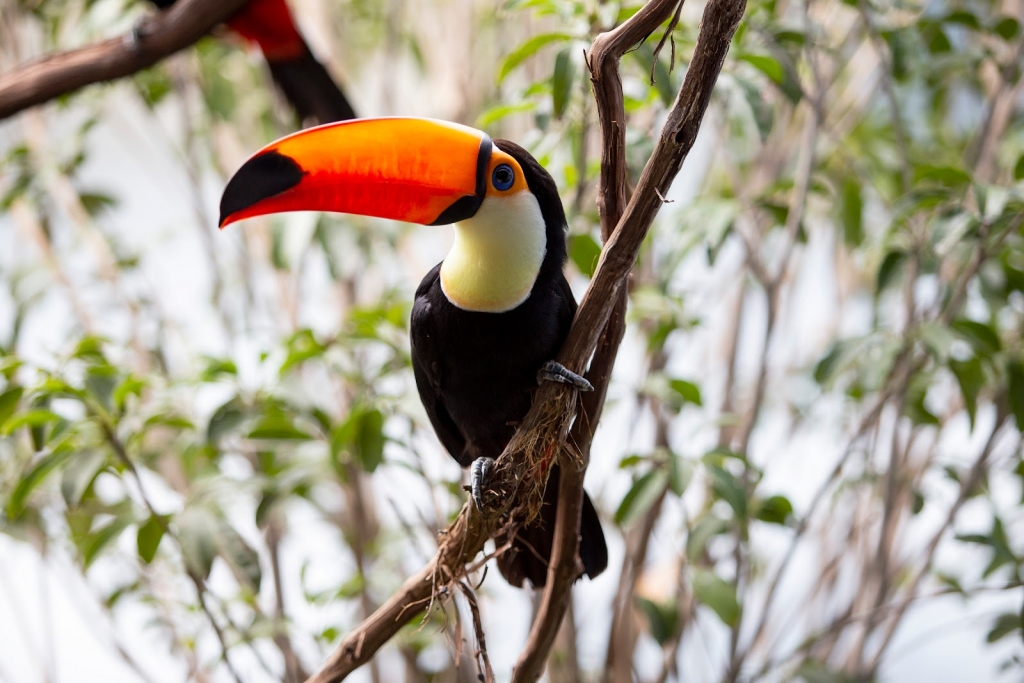National Aviary, Pittsburgh, PA: Information, Tickets and Reviews