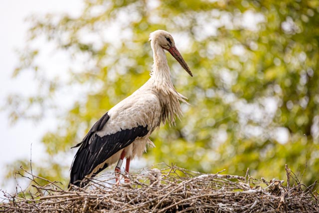 Stork Enclosure, Kandern: Information, Tickets and Reviews