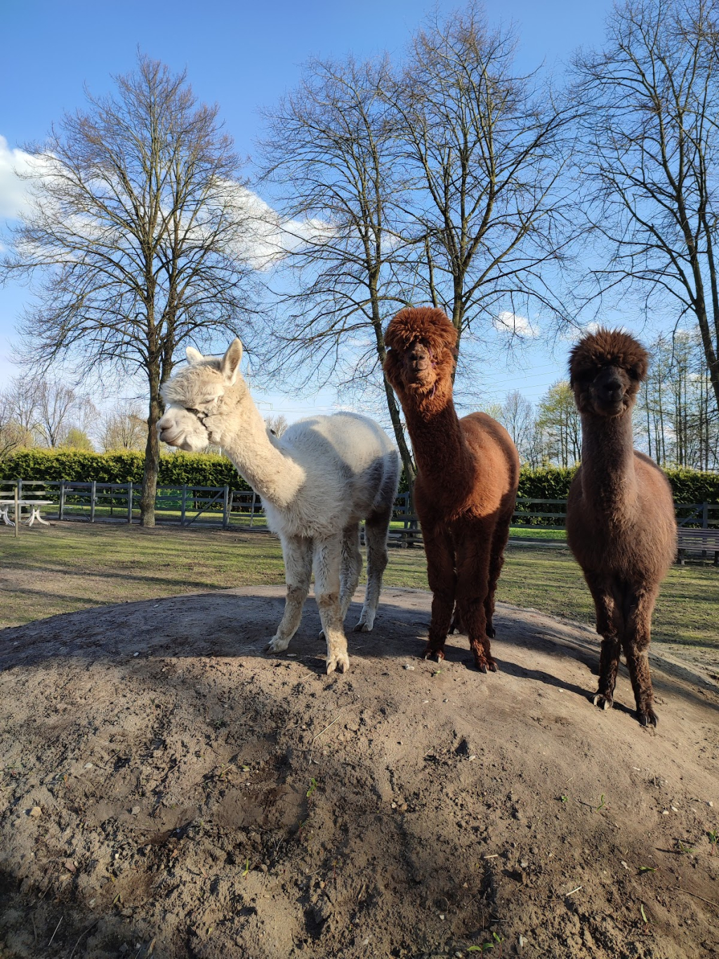 Alpakafreu(n)de Anreppen, Delbrück: Information, Tickets and Reviews