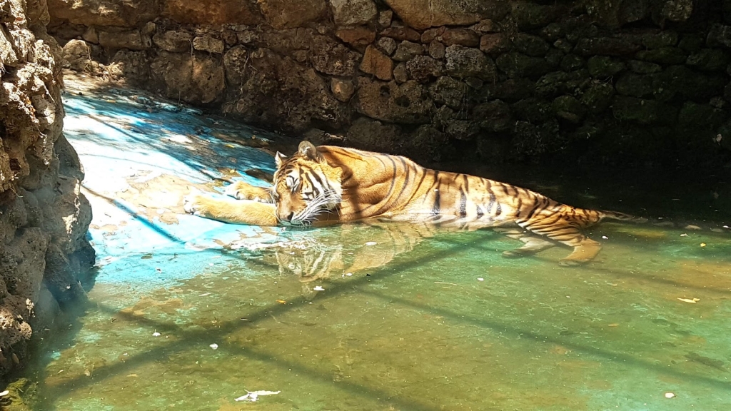 Zoo de Castellar, Castellar de la Frontera: Información, Entradas y ...