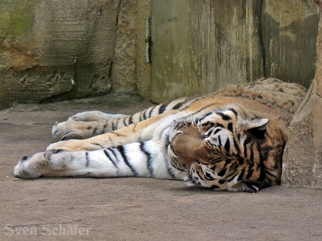 Tiger Taiga, Leipzig: Information, Tickets and Reviews