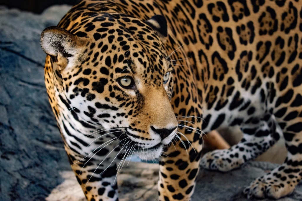 Animal World & Snake Farm Zoo, New Braunfels, TX: Information, Tickets ...