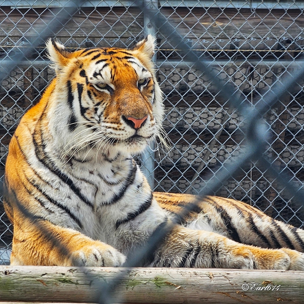 Big Cat Habitat, Sarasota, FL: Information, Tickets and Reviews