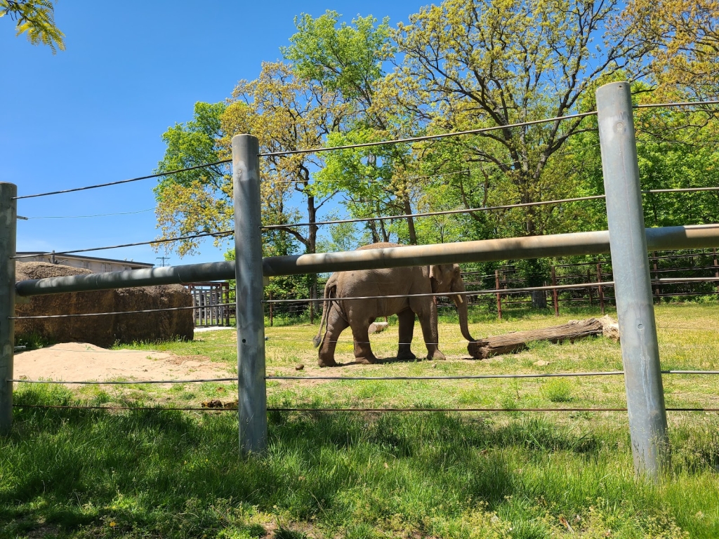 Dickerson Park Zoo, Springfield, MO: Information, Tickets and Reviews