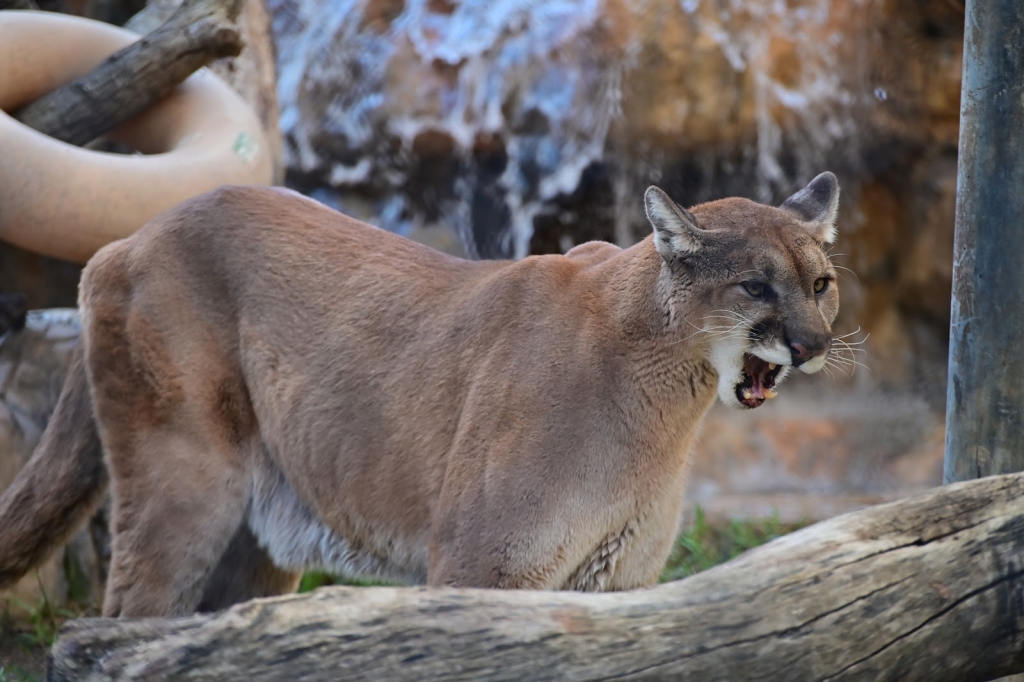 Orange County Zoo: Information, Tickets and Reviews