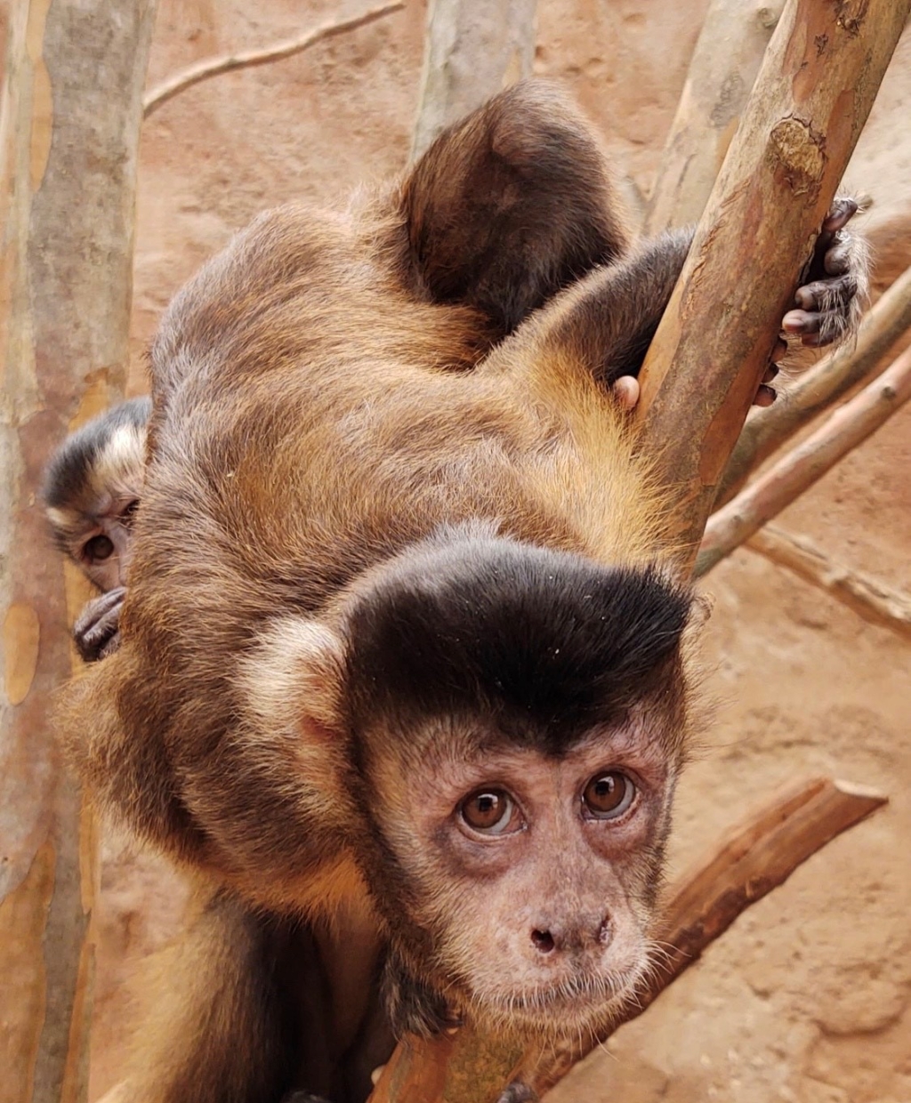Rainforest Adventures Zoo, Sevierville, TN: Information, Tickets and ...
