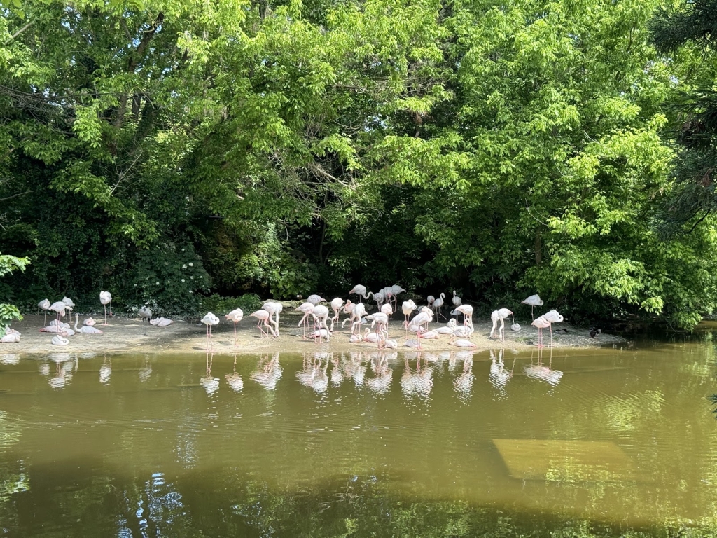 African Plain, Lyon: Information, Tickets and Reviews