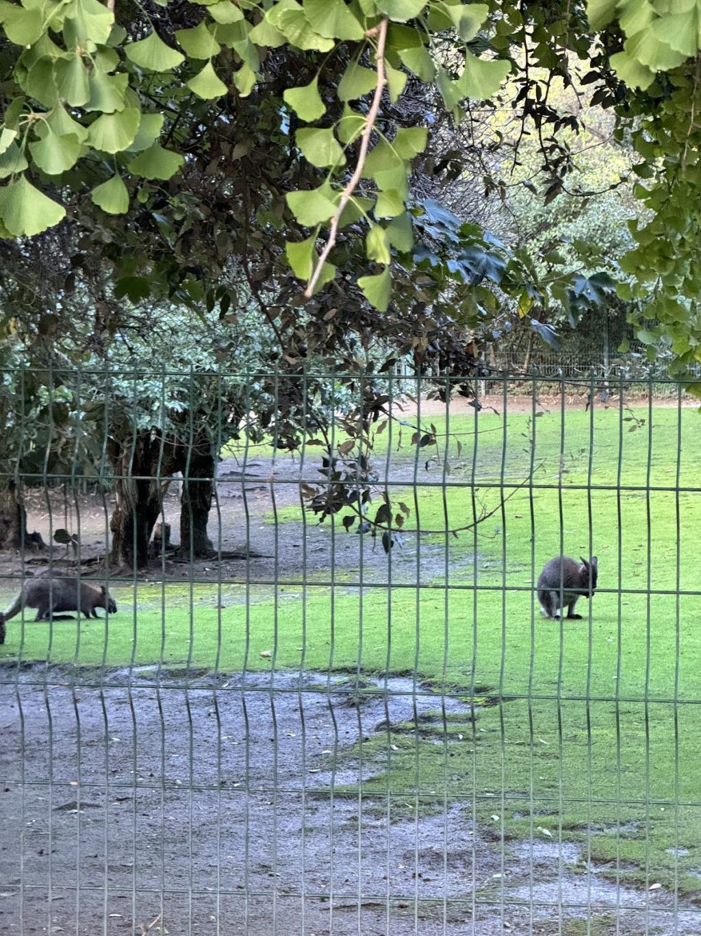 Wallabies Enclosure, Paris: Information, Tickets and Reviews