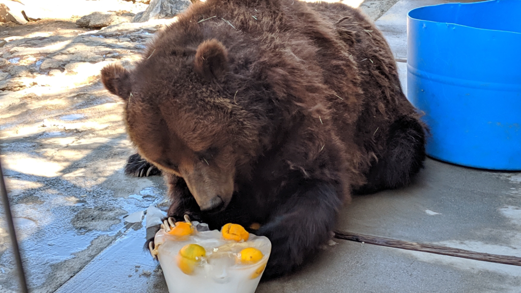 Big Bear Alpine Zoo, Big Bear Lake, CA: Information, Tickets and Reviews