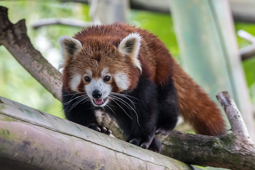Colchester Zoo: Information, Tickets and Reviews