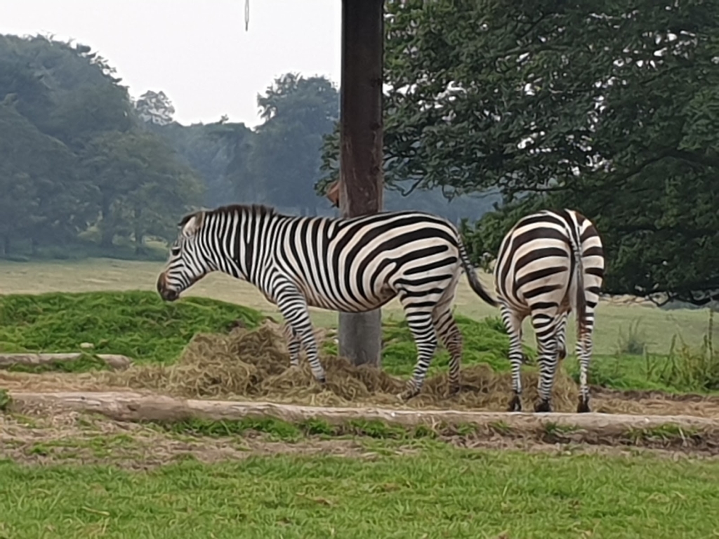 Knowsley Safari Park, Prescot: Information, Tickets and Reviews