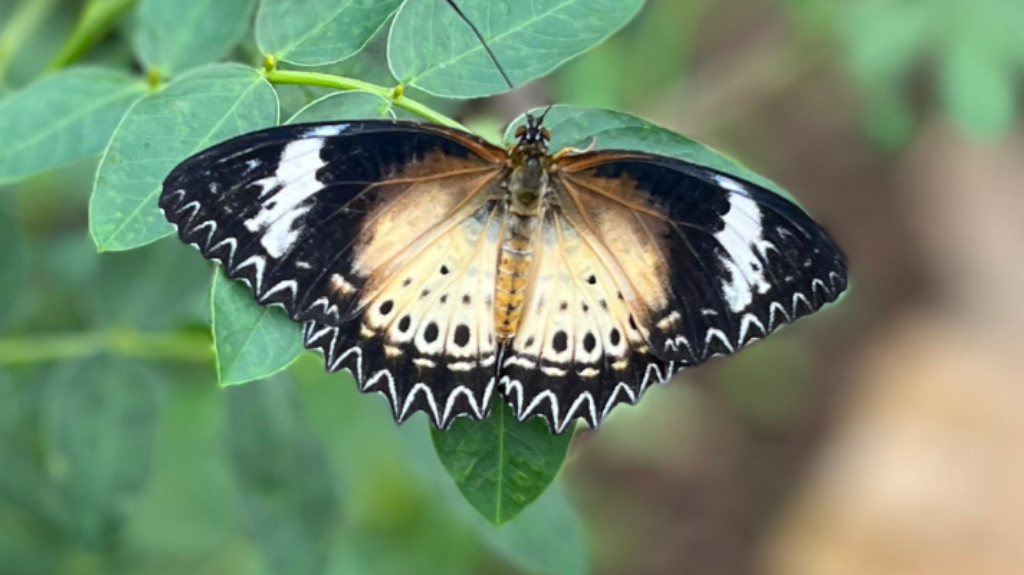 Tropical Butterfly House Wildlife Conservation Park, Sheffield ...