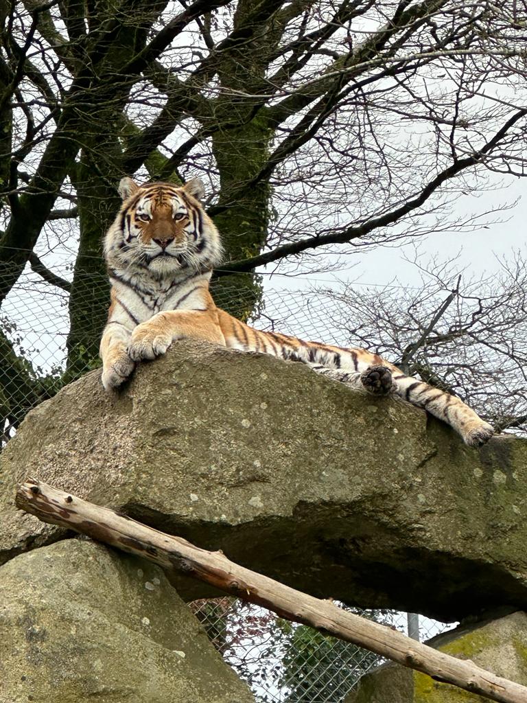 Dartmoor Zoo, Plymouth: Information, Tickets and Reviews