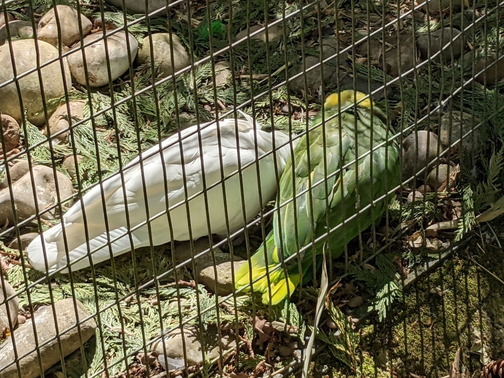 Birdworld, Farnham: Information, Tickets and Reviews