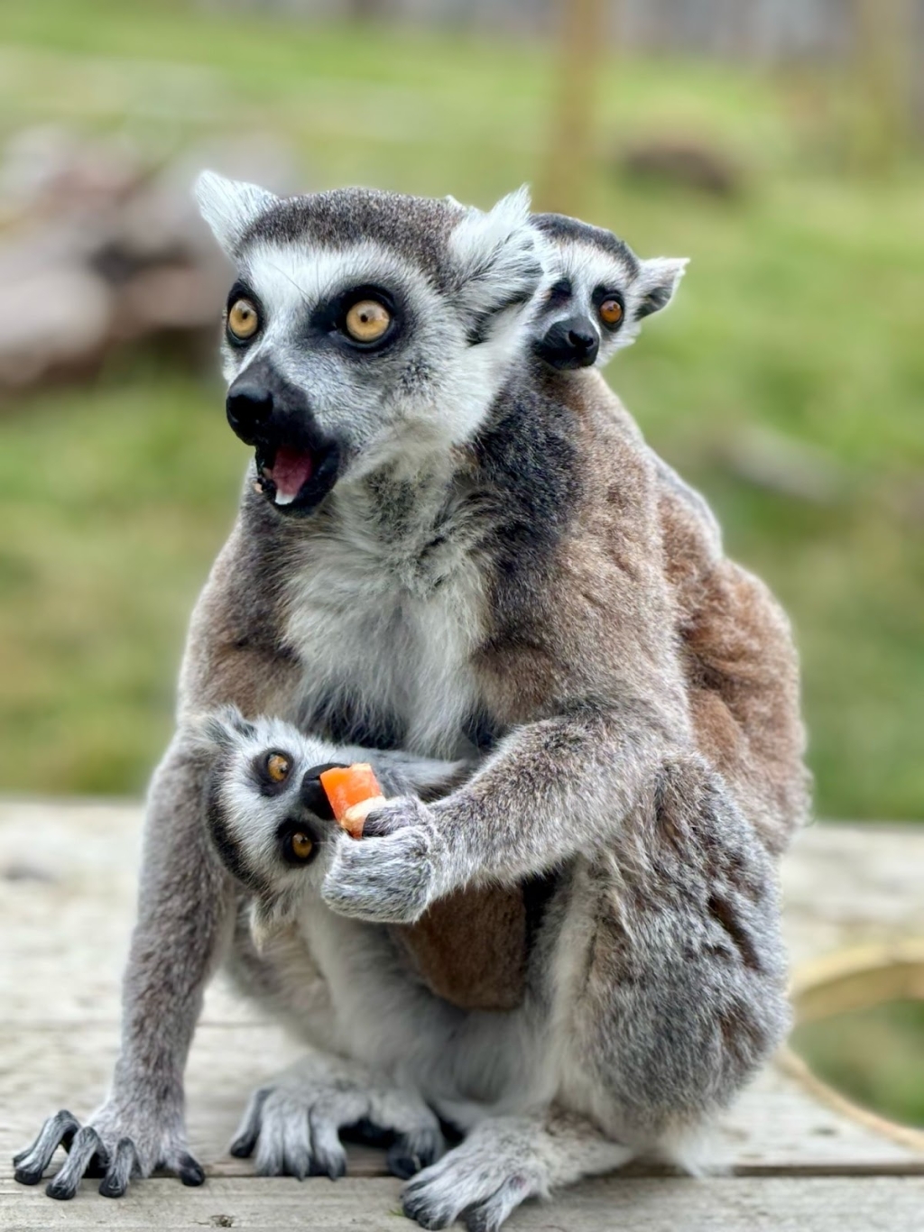 All Things Wild, Evesham: Information, Tickets and Reviews