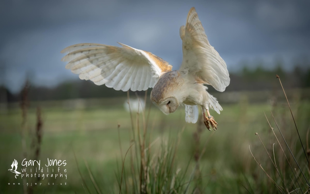Gauntlet Birds of Prey - Eagle & Vulture Park, Knutsford: Information ...