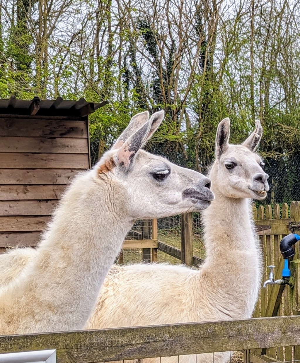 Woodside Animal Farm, Luton: Information, Tickets and Reviews