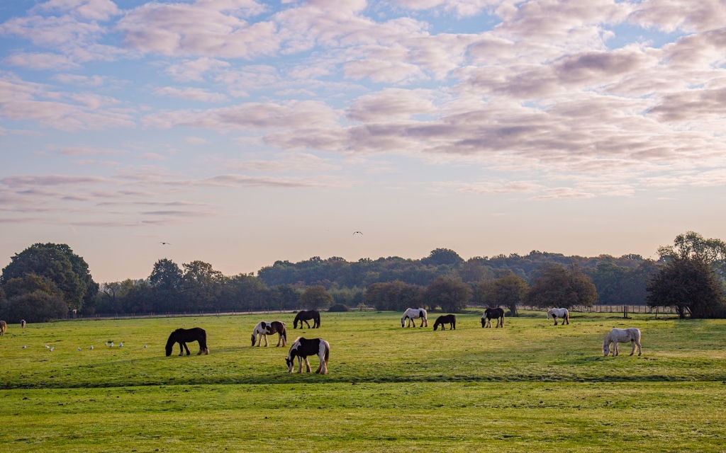 Santuario de Animales Hopefield y Centro de Visitantes, Brentwood ...