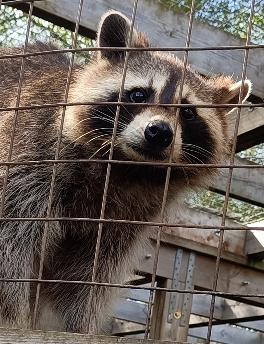 Gentleshaw Wildlife Centre, Stafford: Information, Tickets and Reviews