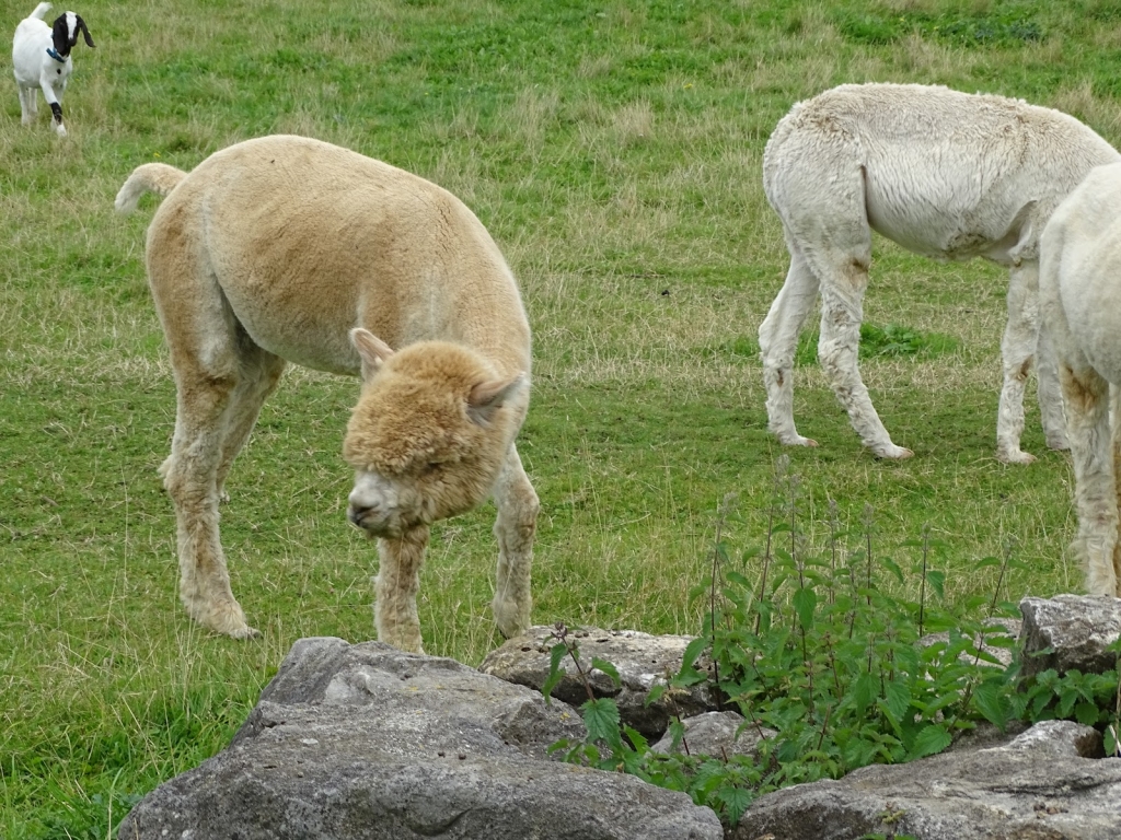 Askham Bryan Wildlife & Conservation Park, York: Information, Tickets ...