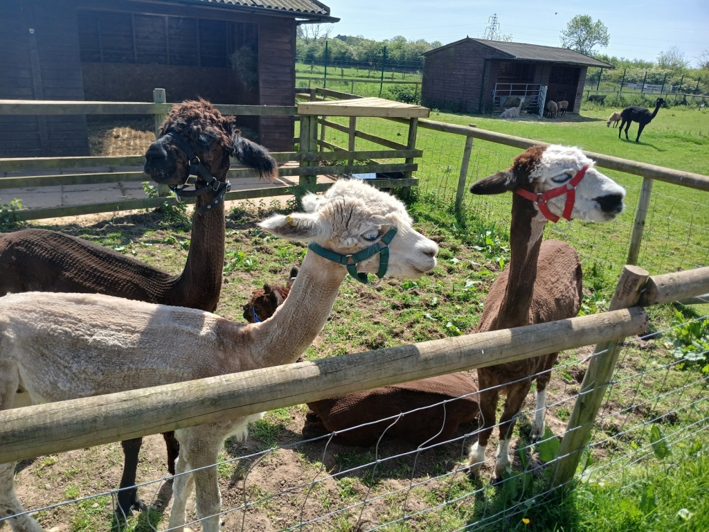 Rodbaston Animal Zone, Stafford: Information, Tickets and Reviews