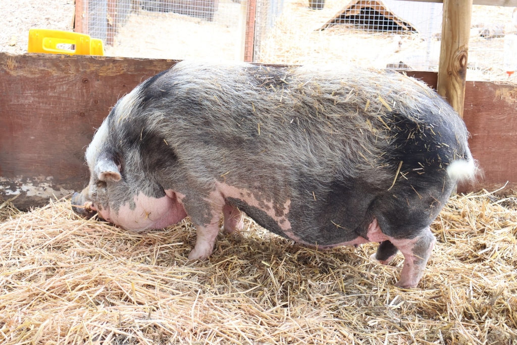 Maldon Promenade Zoo: Information, Tickets and Reviews
