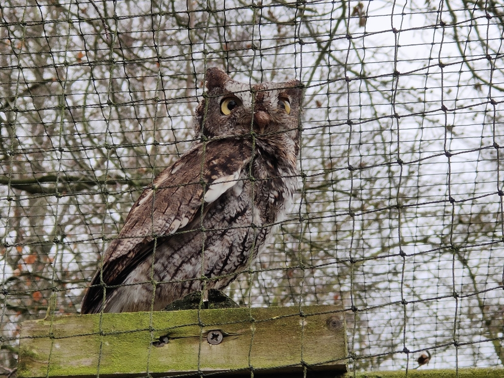 World of Owls, Antrim: Information, Tickets and Reviews