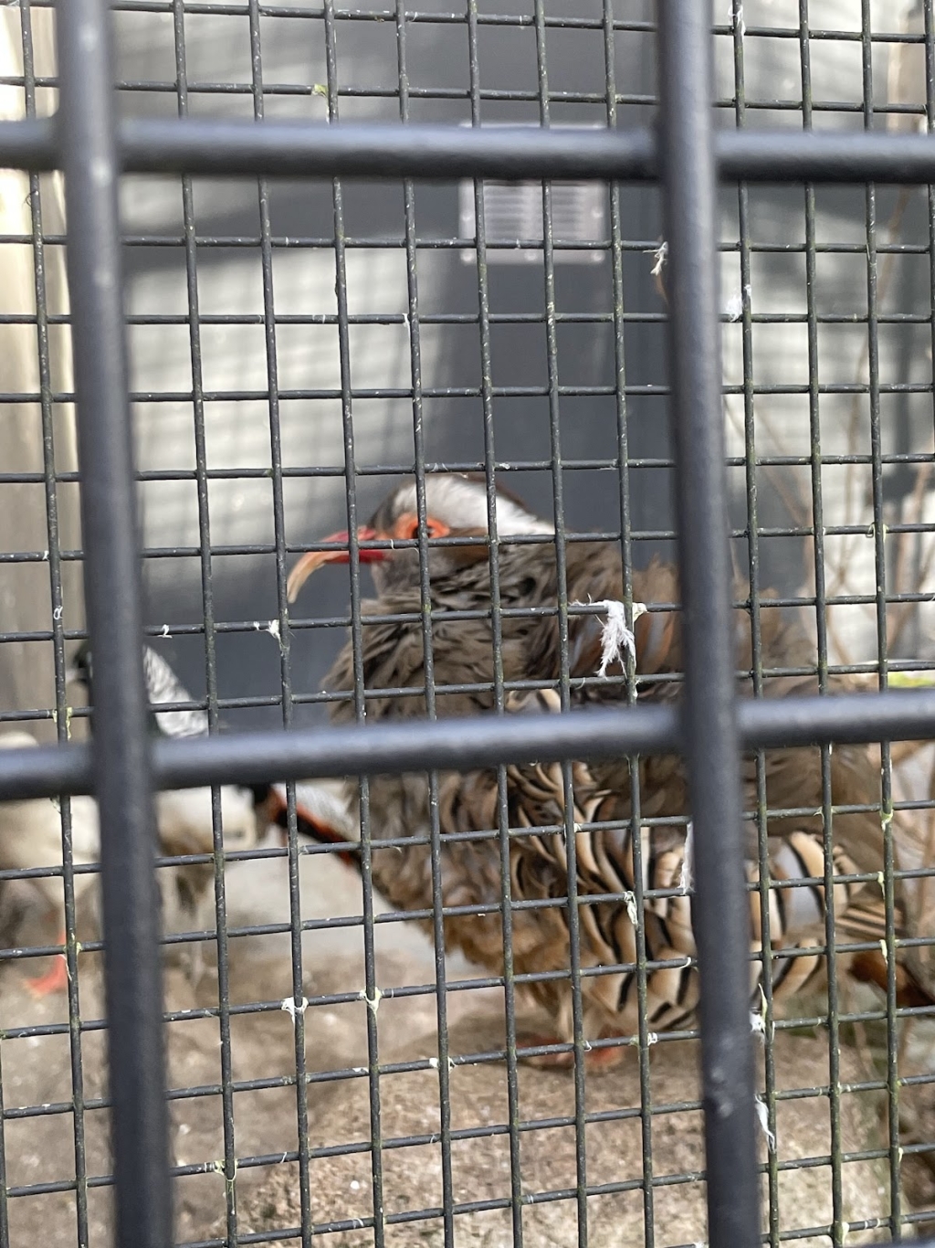 Cooper Thompson Rescue Aviary, Bournemouth: Information, Tickets and ...