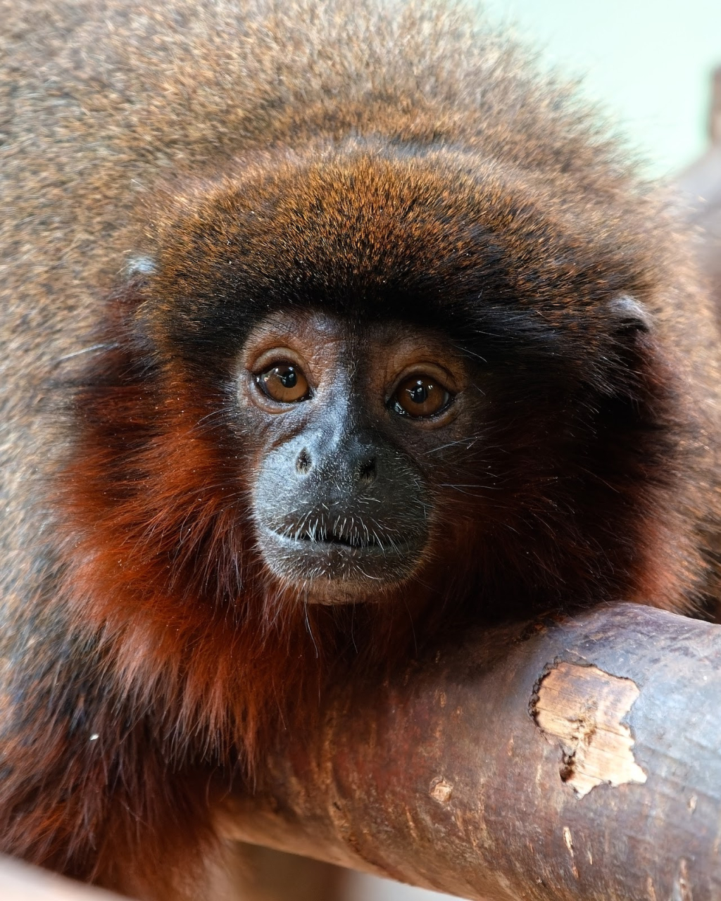 Rainforest Life, London: Information, Tickets and Reviews