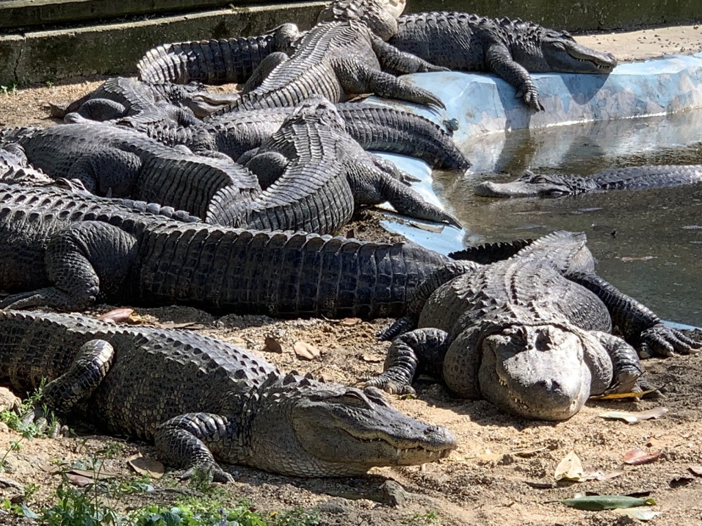 Arkansas Alligator Farm & Petting Zoo, Hot Springs, AR: Information ...