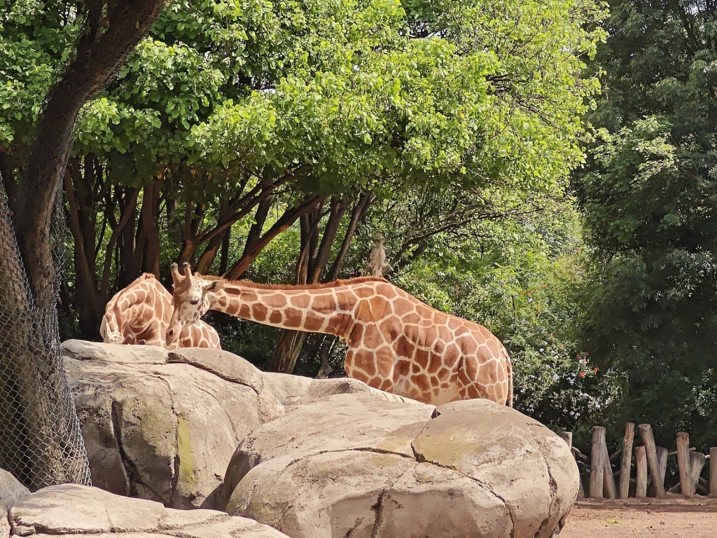 Chapultepec Zoo, Ciudad de México: Information, Tickets and Reviews