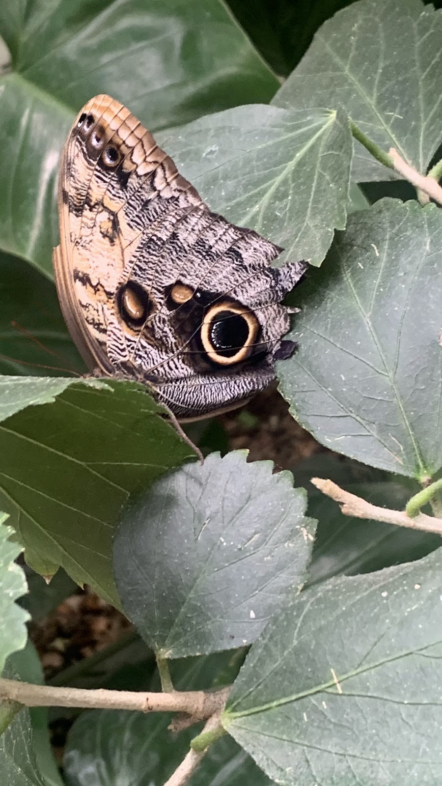 Chapultepec Butterfly Pavilion, Ciudad de México: Information, Tickets ...