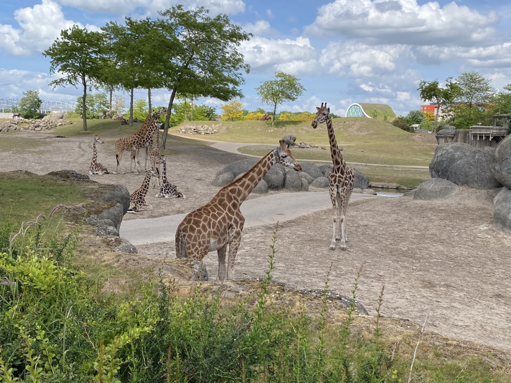 Luxus Wildlands Adventure Zoo Emmen Ebenbild