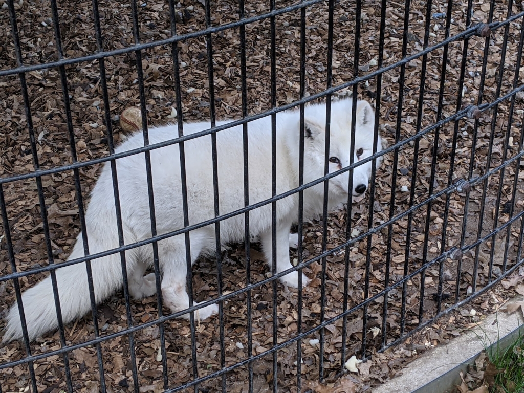 Zoo in Forest Park and Education Center, Springfield, MA: Information ...