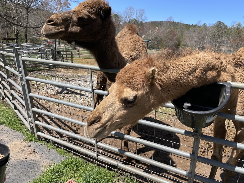 North Georgia Wildlife Park and Safari, Cleveland, GA: Information ...