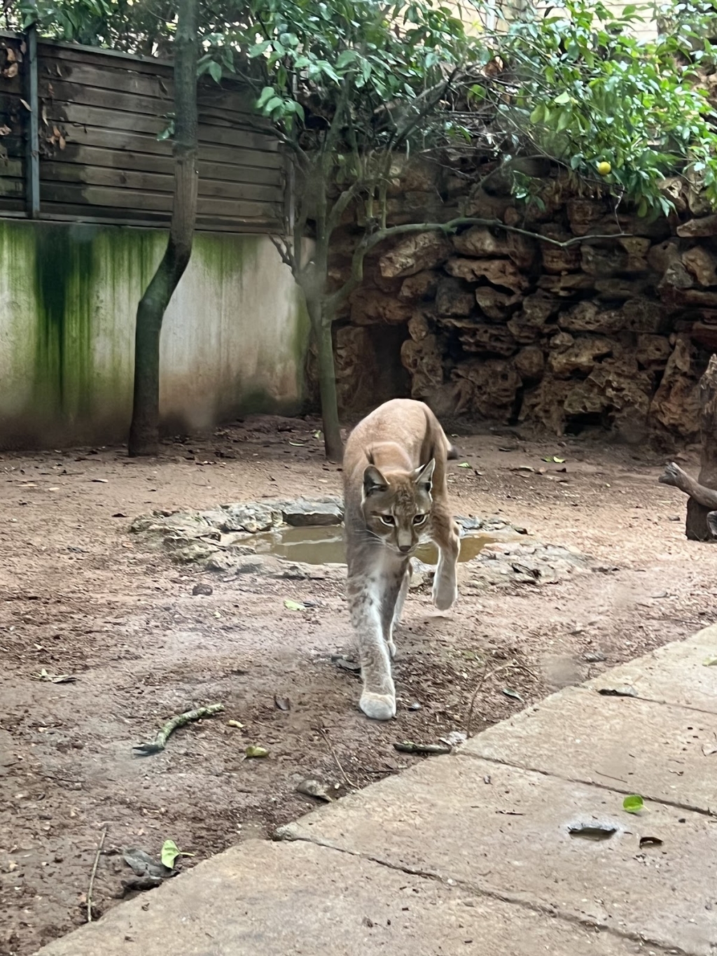 Natura Parc, Santa Eugènia: Información, Entradas y Opiniones