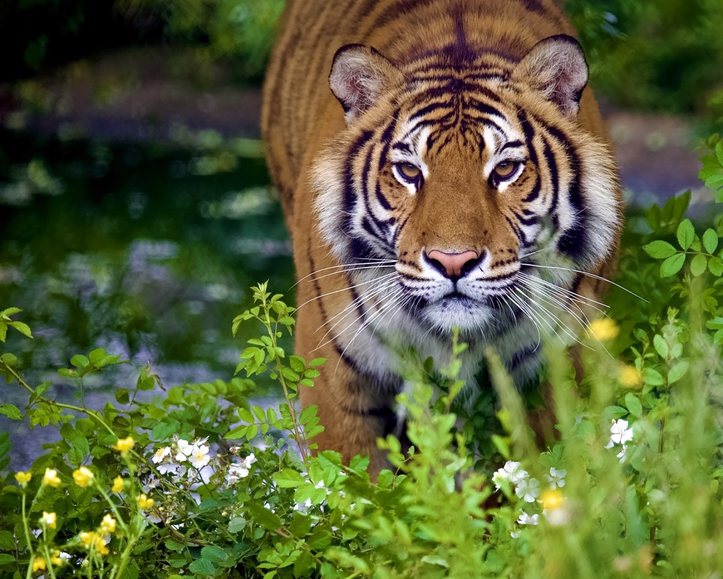 Reserva de Vida Silvestre e Zoológico Chestatee, Dahlonega, GA ...