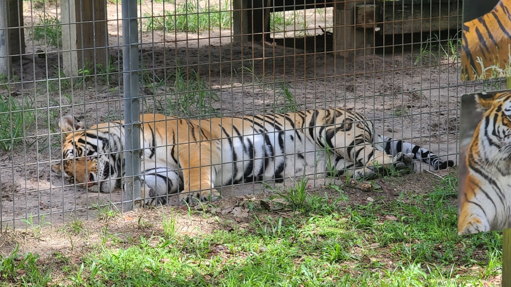 Tregembo Animal Park, Wilmington, NC: Information, Tickets and Reviews