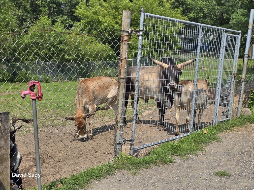 Lupa Zoo, Ludlow, MA: Information, Tickets and Reviews