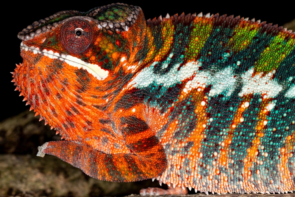 Riverside Reptiles Education Center, Enfield, CT: Information, Tickets ...