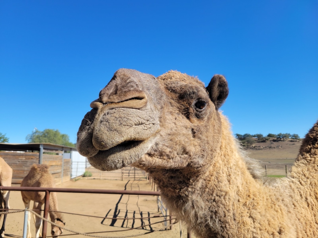 Oasis Camel Dairy, Ramona, CA: Information, Tickets and Reviews