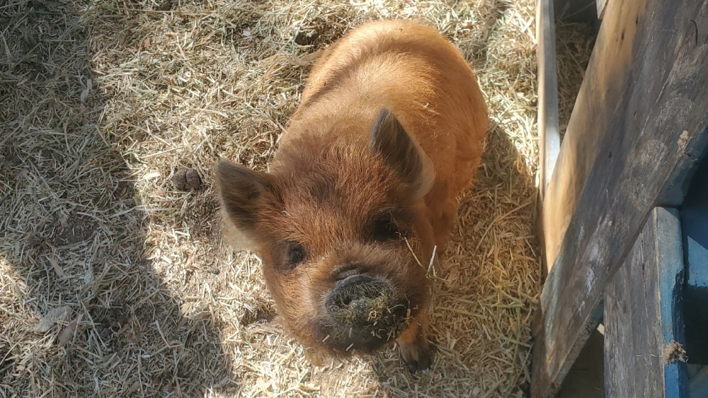 Granja Familiar Barber, Lancaster, CA: Información, Entradas y Opiniones